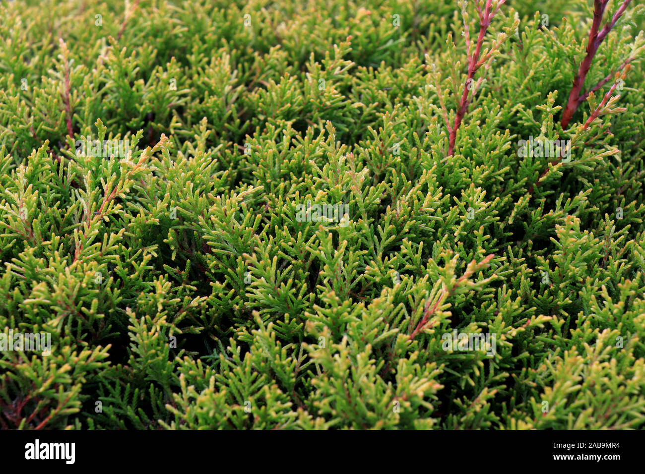 Juniper Evergreen Berries. Up close image of juniper shrub with berries ...
