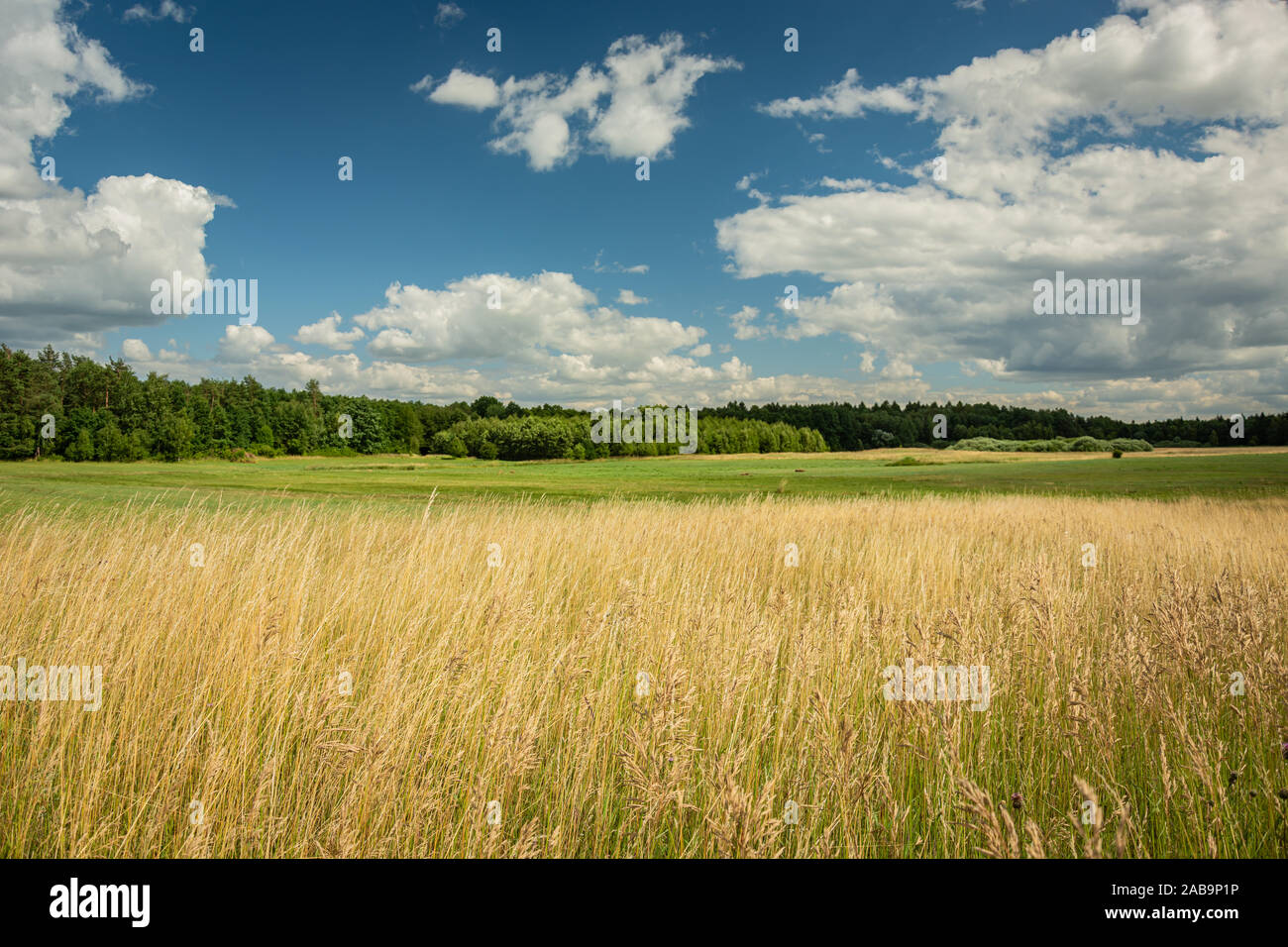Tall yellow grasses growing on a huge meadow, forest and clouds on a ...