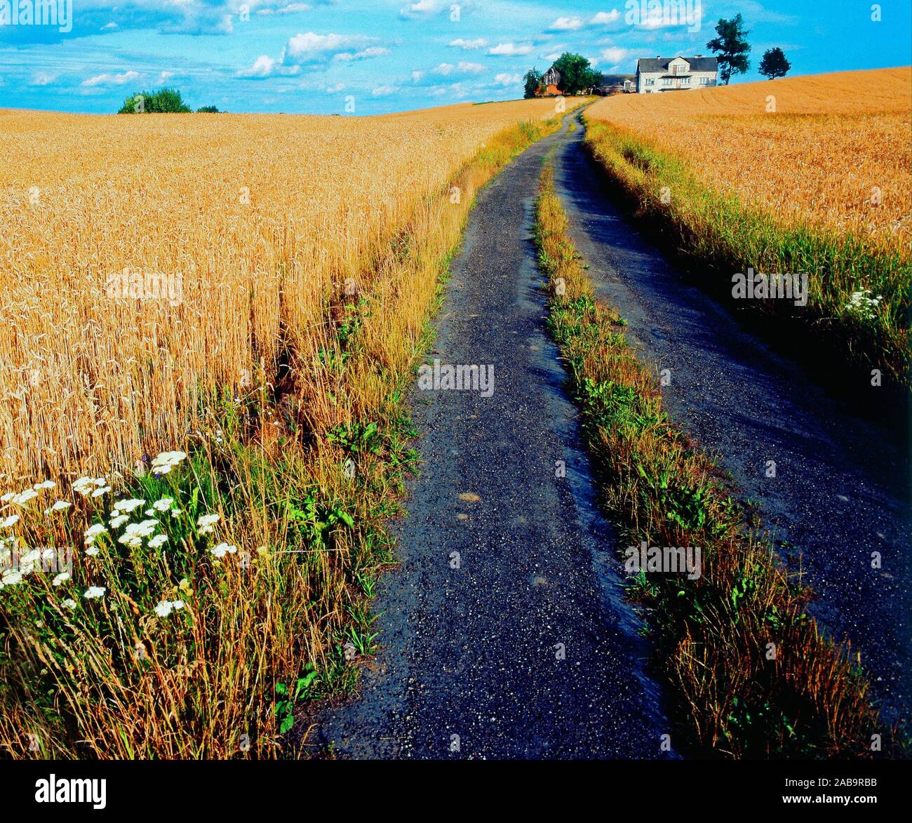 Poland. Road leading to a farm Stock Photo - Alamy