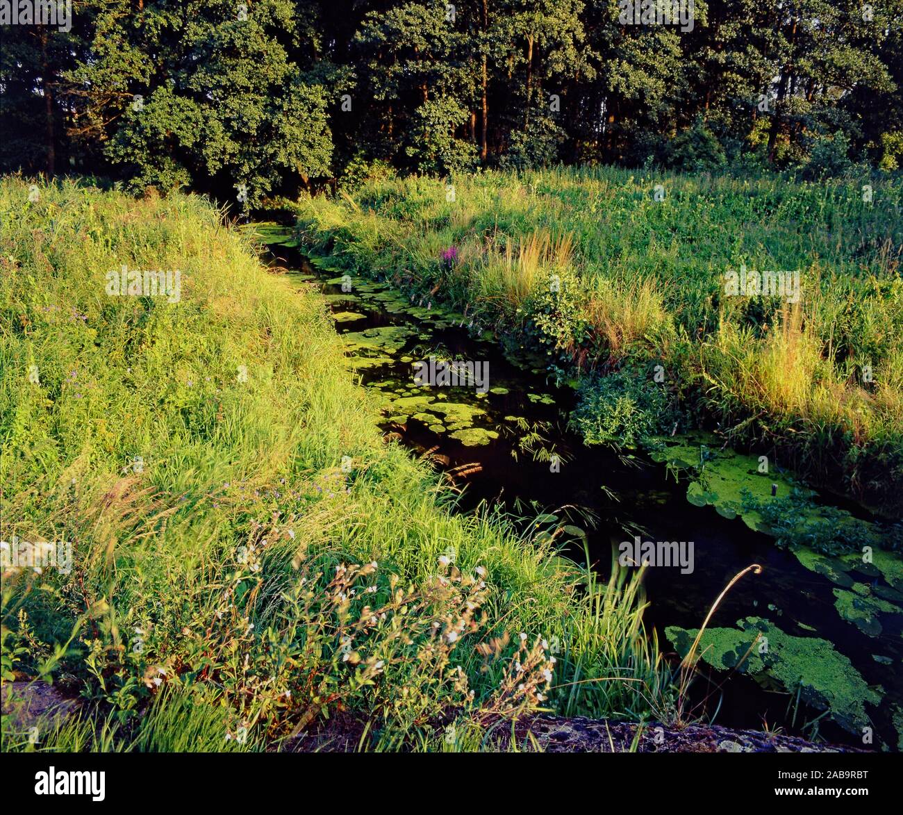Poland. Meadow with stream Stock Photo - Alamy