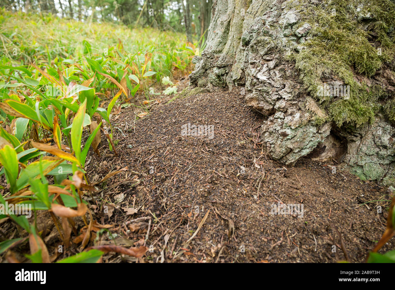 Larvae pellets of the Russian leather hermit beetle (Osmoderma ...