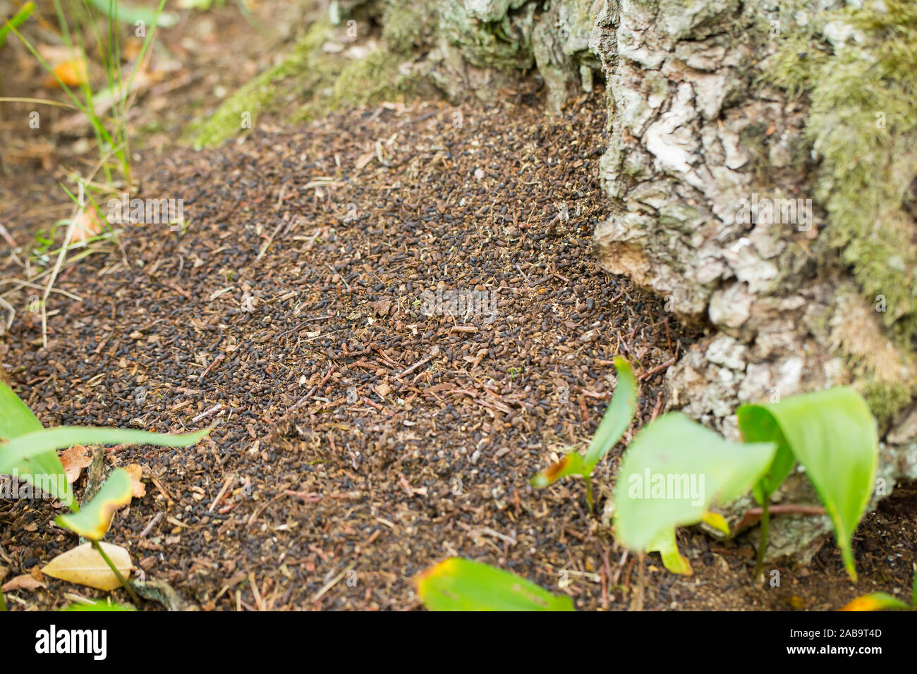 Larvae pellets of the Russian leather hermit beetle (Osmoderma ...