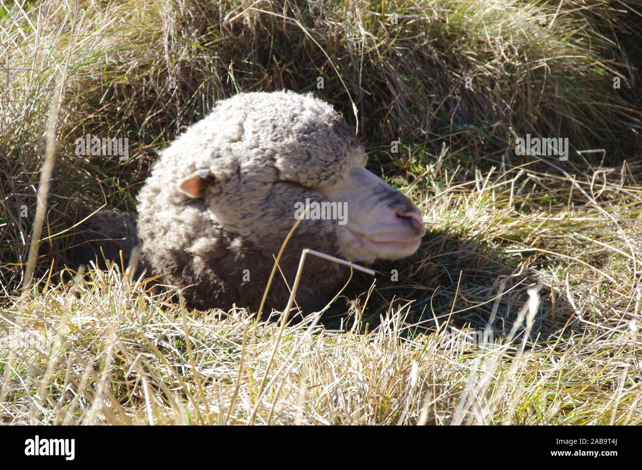 Sheep stuck in a crack with head on show. Te Araroa Trail. Two Thumb ...