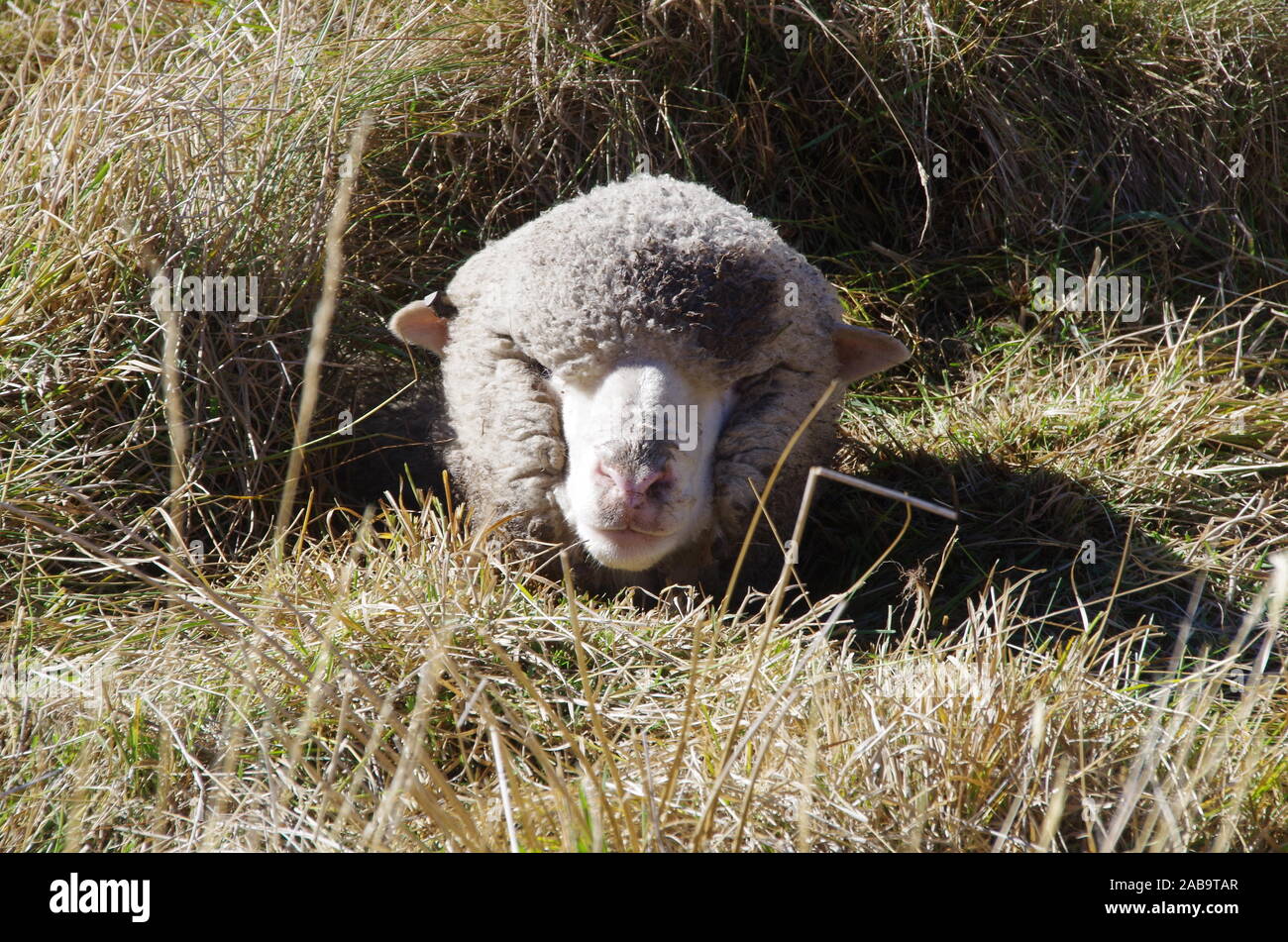 Sheep stuck in a crack with head on show. Te Araroa Trail. Two Thumb ...