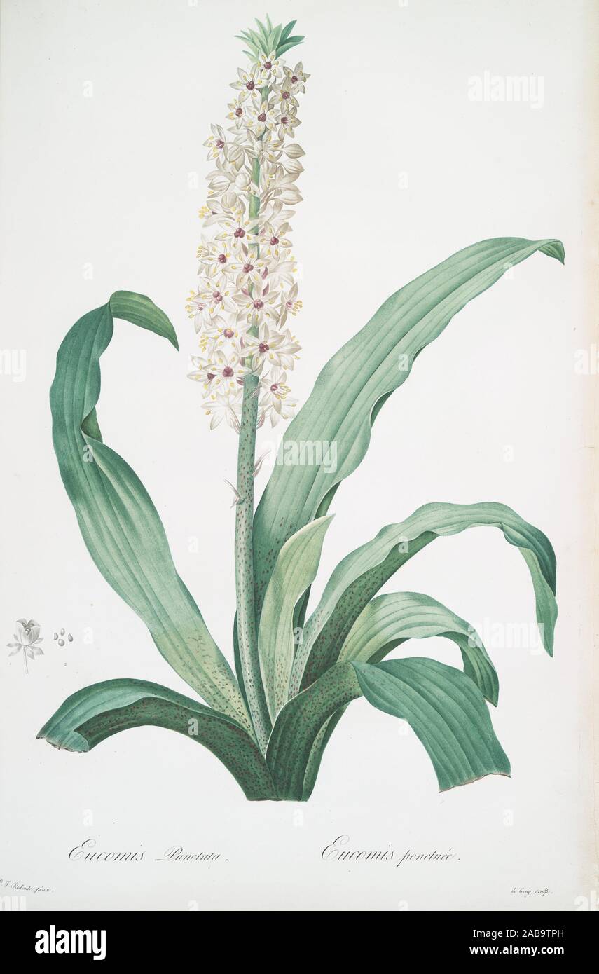 Pineapple lily eucomis punctata hi-res stock photography and images - Alamy