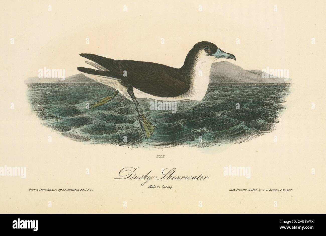 Dusky shearwater hi-res stock photography and images - Alamy