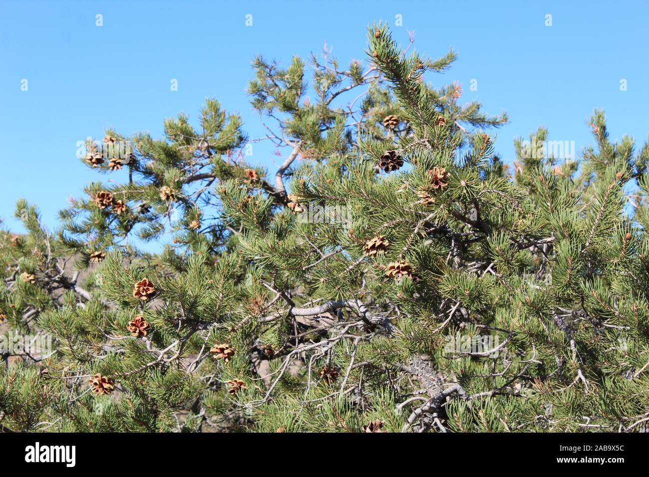 Near Ryan Mountain of Joshua Tree National Park lives a beautiful ...