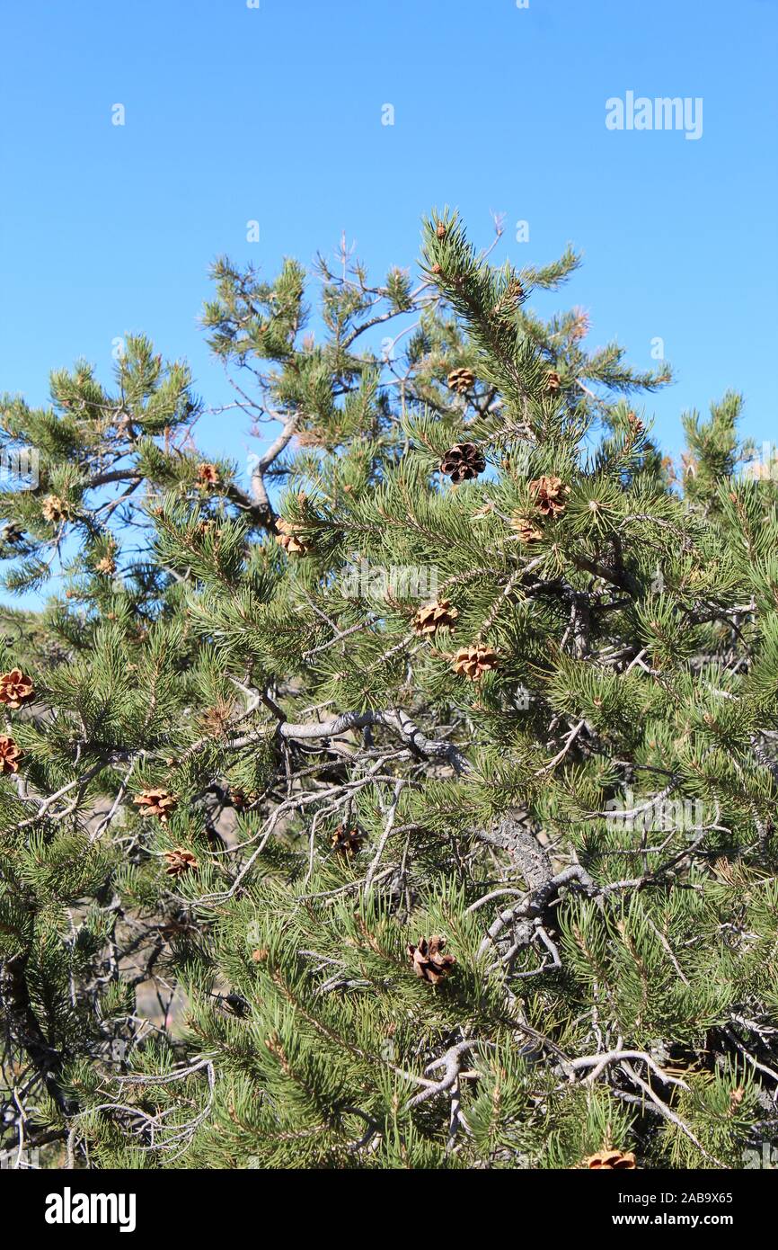 Near Ryan Mountain of Joshua Tree National Park lives a beautiful ...
