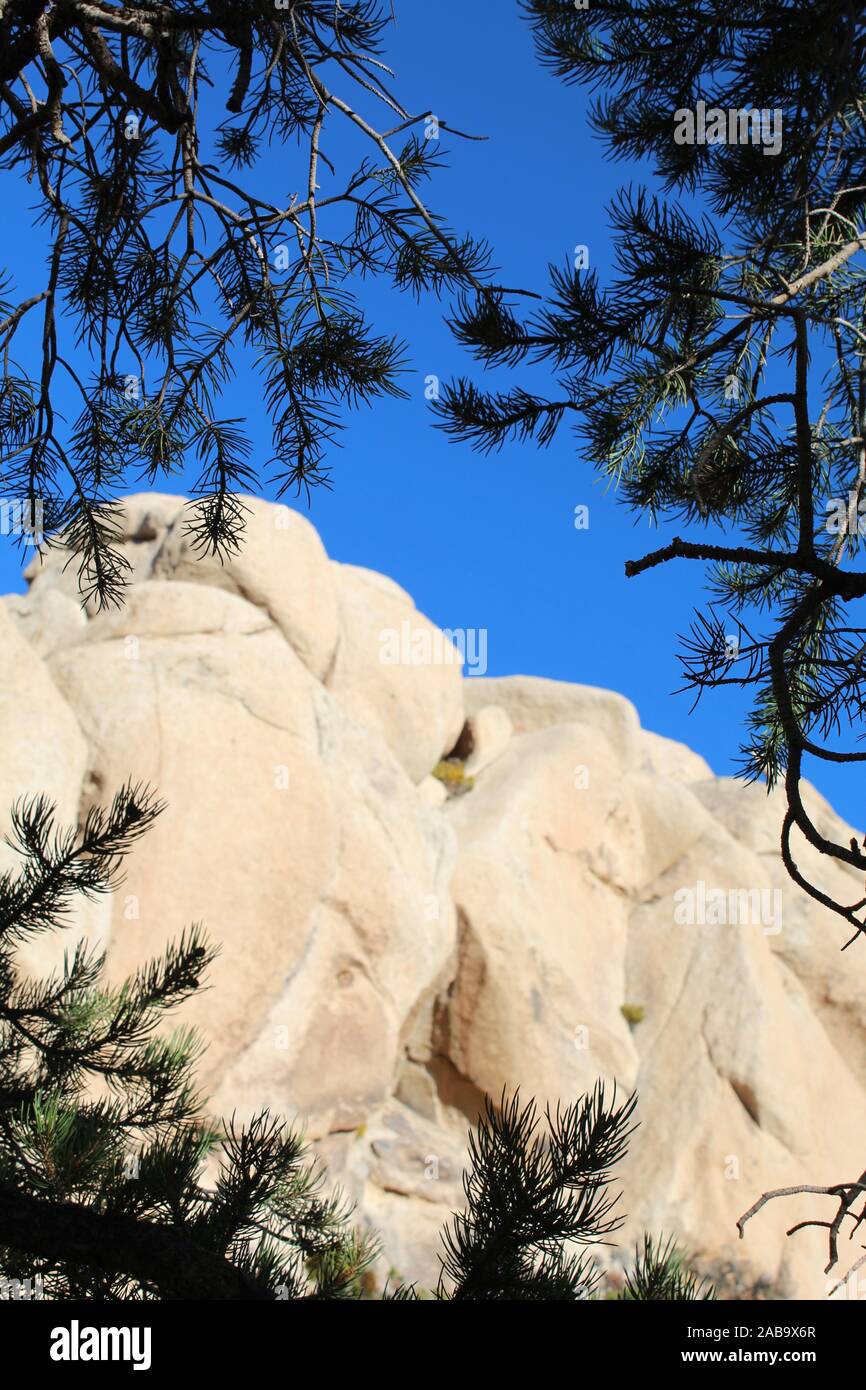 Near Ryan Mountain of Joshua Tree National Park lives a beautiful ...