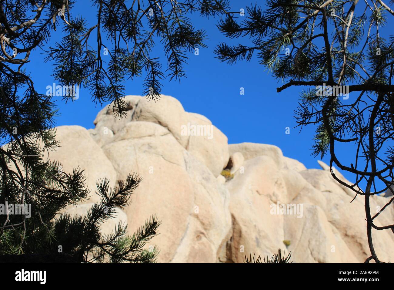 Near Ryan Mountain of Joshua Tree National Park lives a beautiful ...
