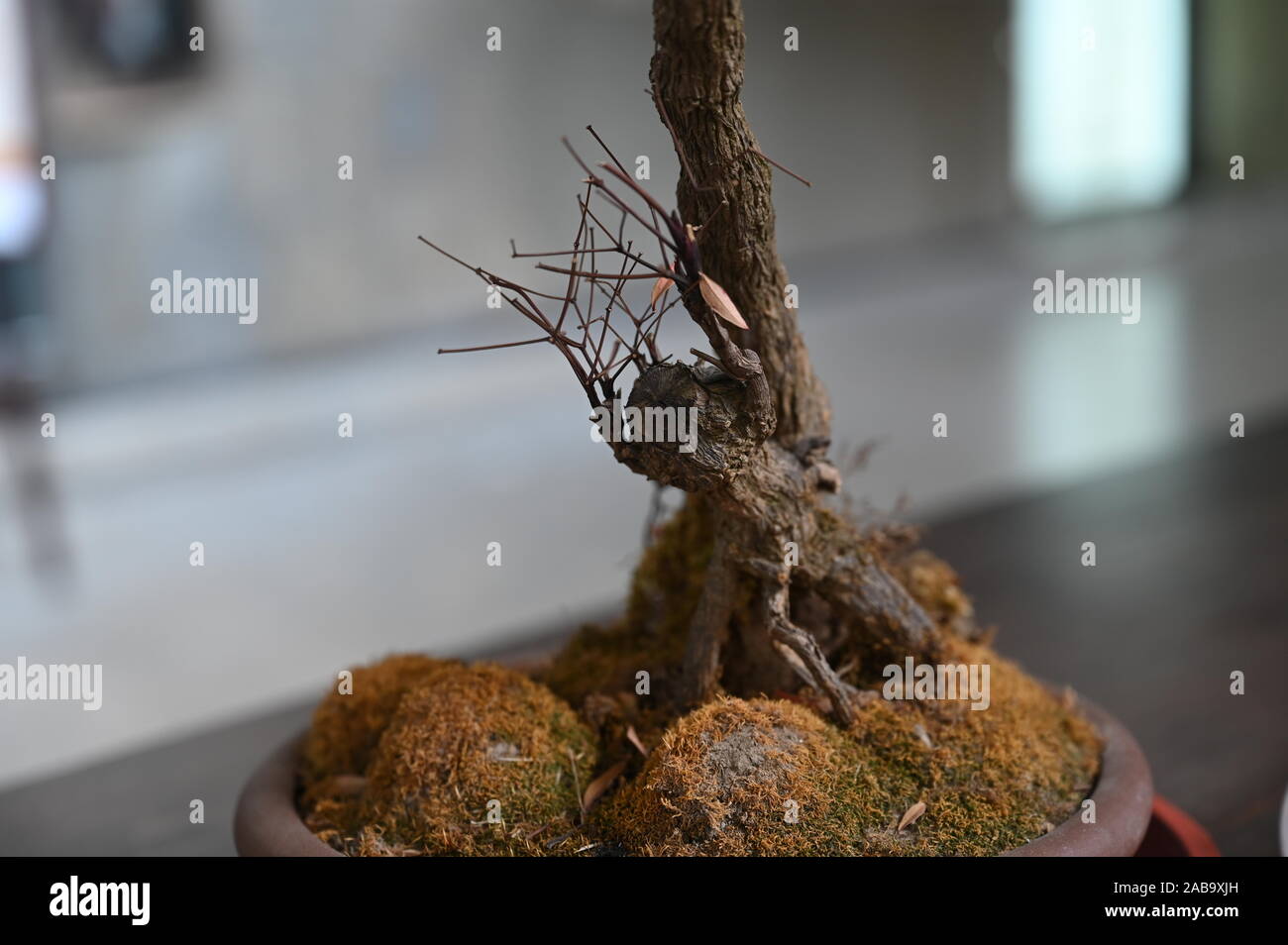 A half dead tree still trying it's best to grow the leaves out Stock ...