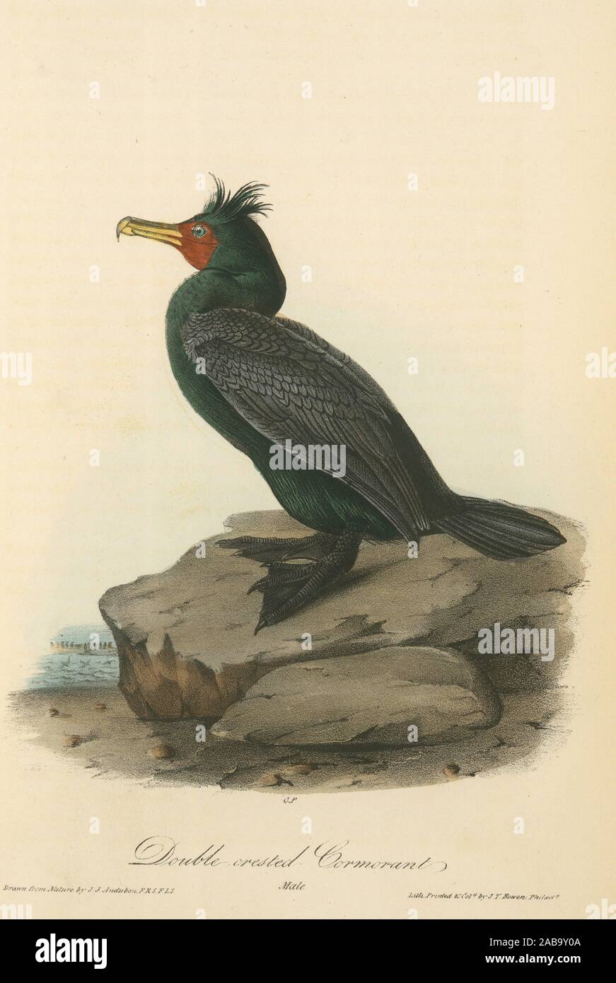 Cormorant drawing hi-res stock photography and images - Alamy