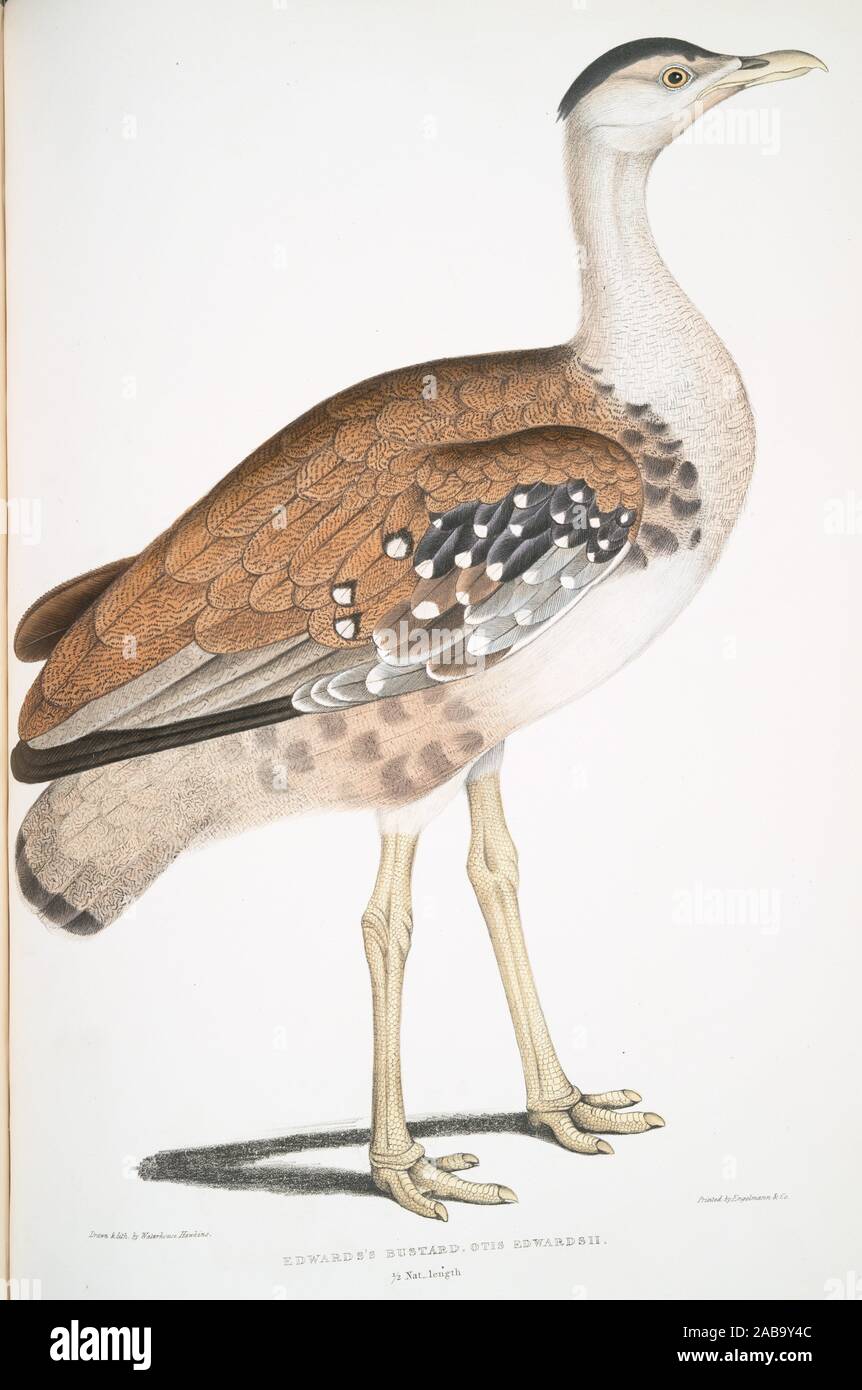 Great indian bustard hi-res stock photography and images - Alamy