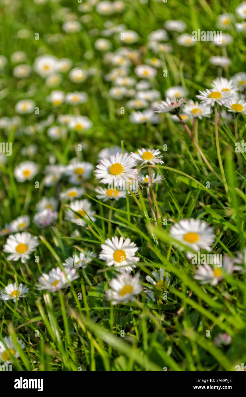 Native natural grass grassland hi-res stock photography and images - Alamy