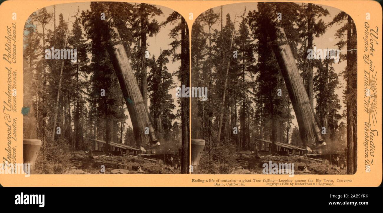 Logging lumber redwood hi-res stock photography and images - Alamy