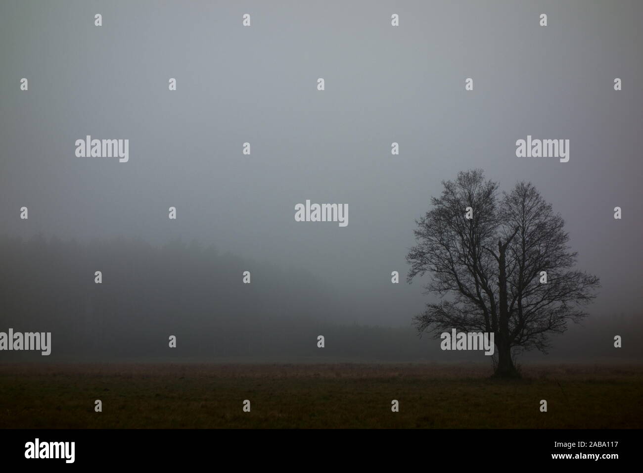 Lone tree in foggy field hi-res stock photography and images - Alamy