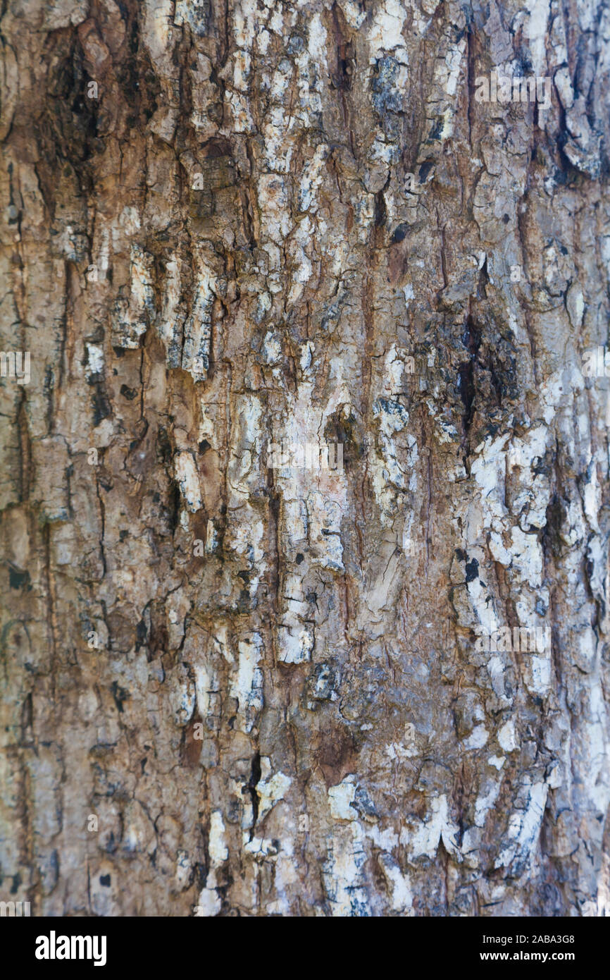 Manilkara tree sap hi-res stock photography and images - Alamy