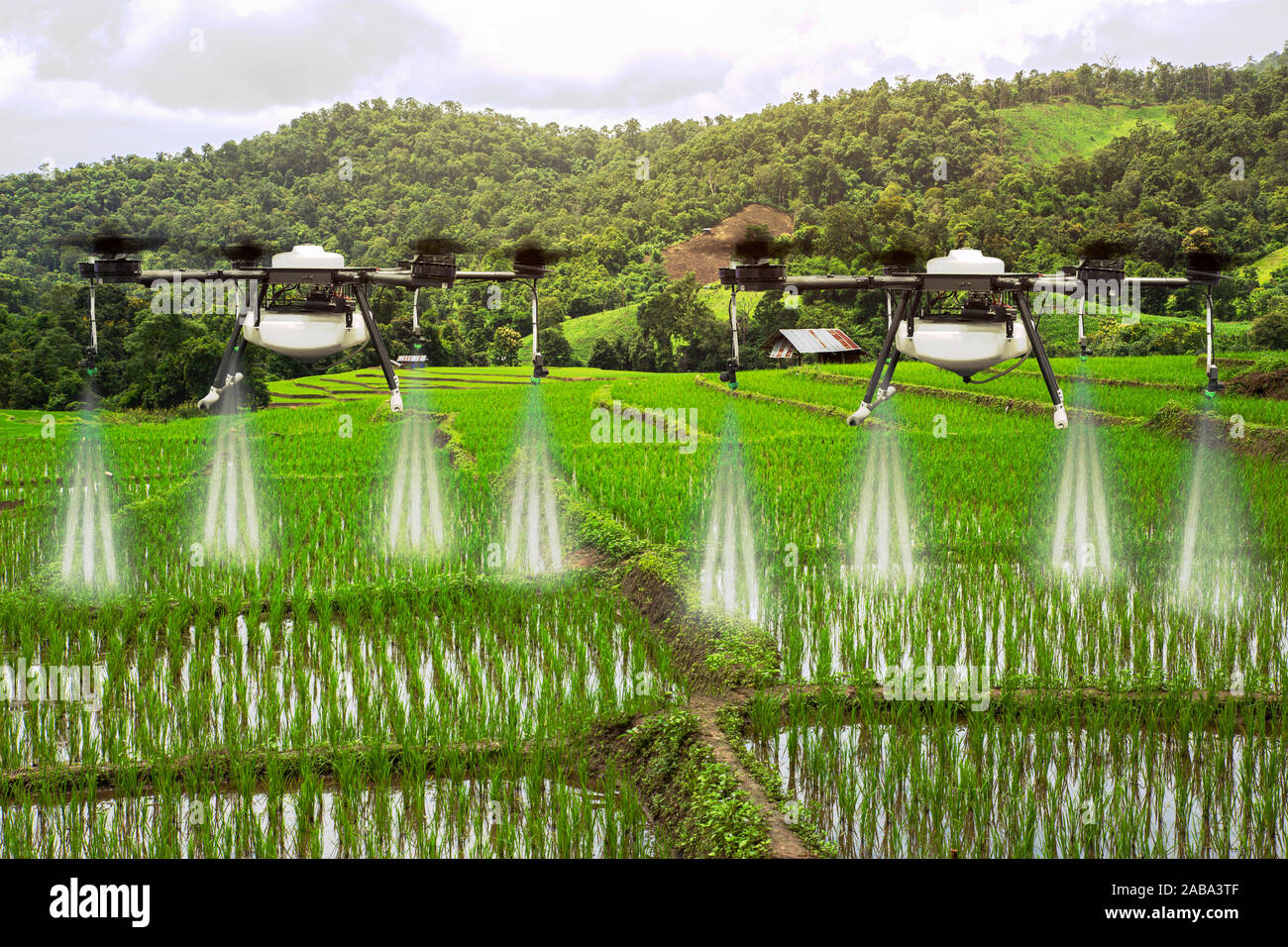Agriculture drone flying on the green rice fields with morning dew ...