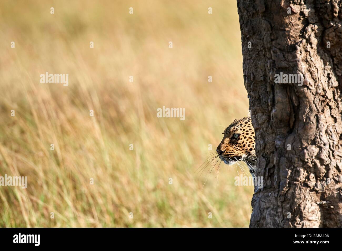 Leopard hiding behind hi-res stock photography and images - Alamy