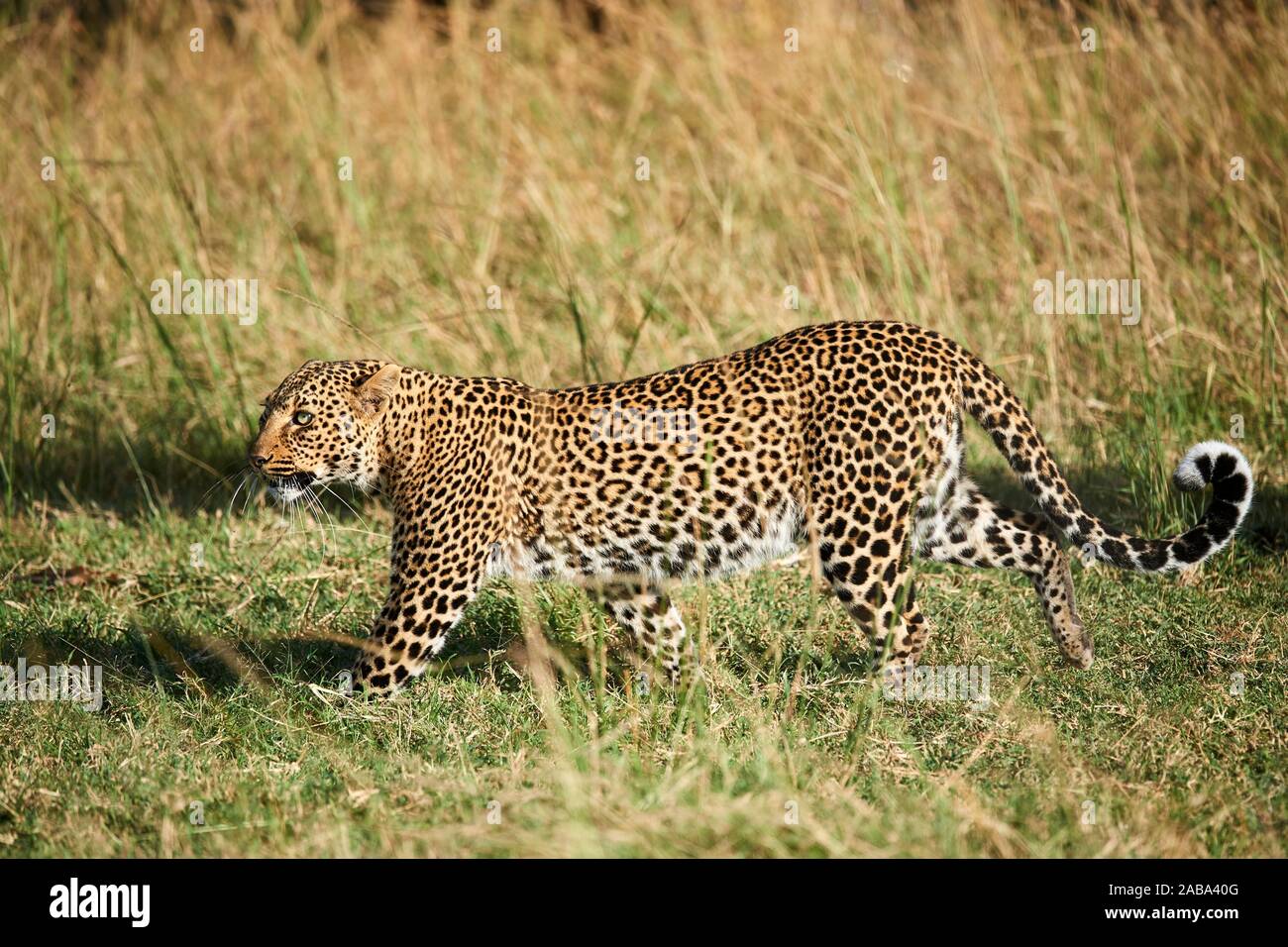 Leopard male panthera pardus hi-res stock photography and images - Alamy