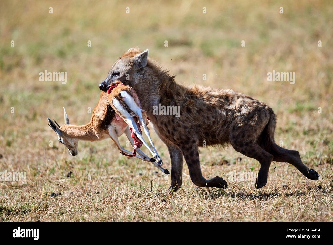 Spotted hyena crocuta crocuta with prey hi-res stock photography and ...