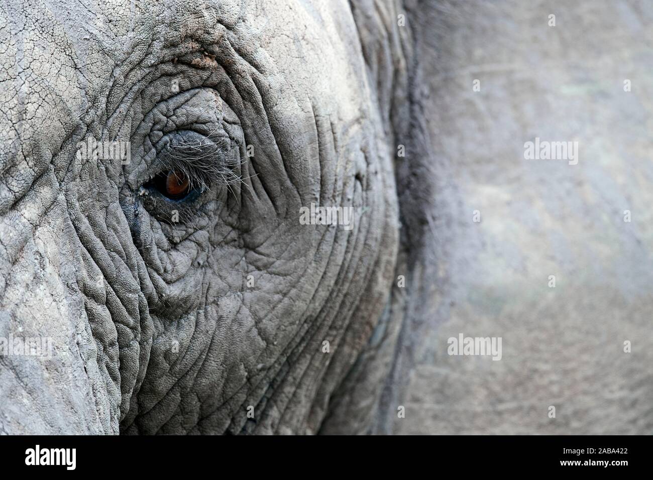 Elephant bull african elephant hi-res stock photography and images - Alamy