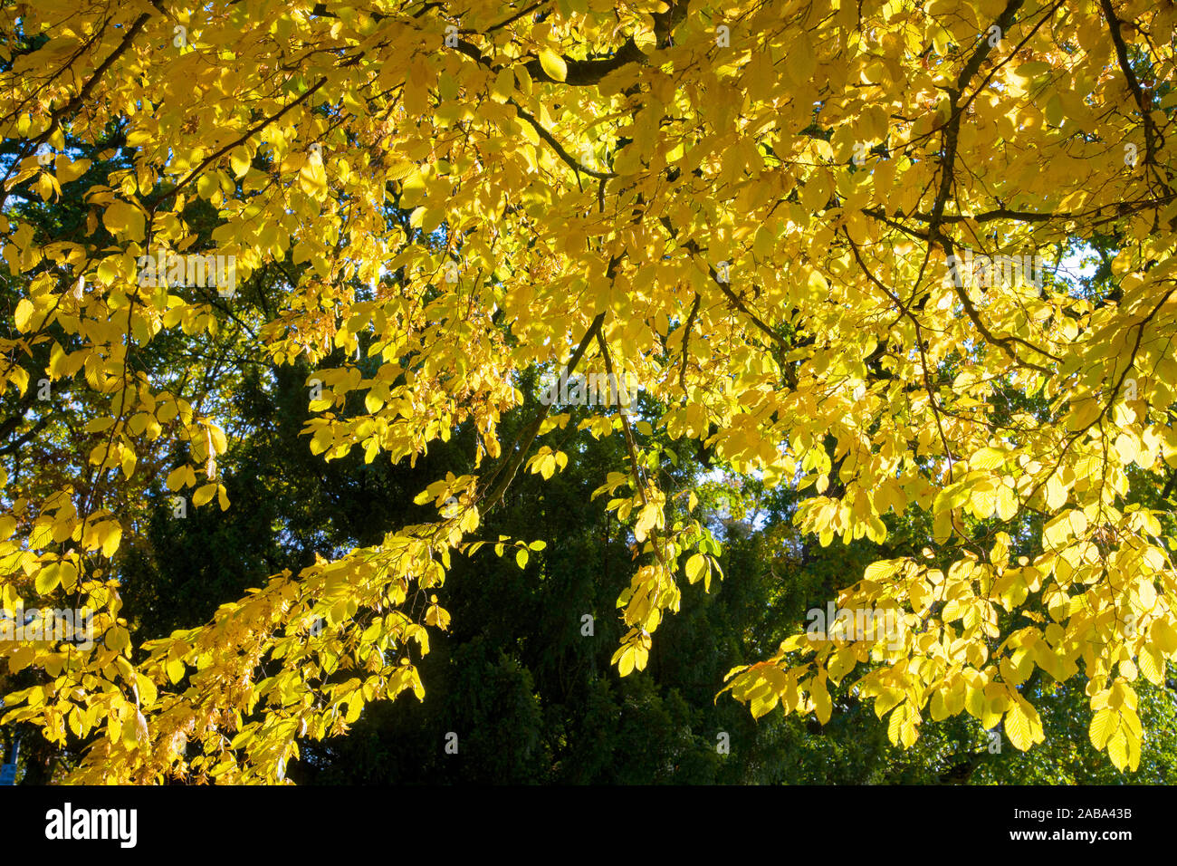 Hornbeam in autumn hi-res stock photography and images - Alamy