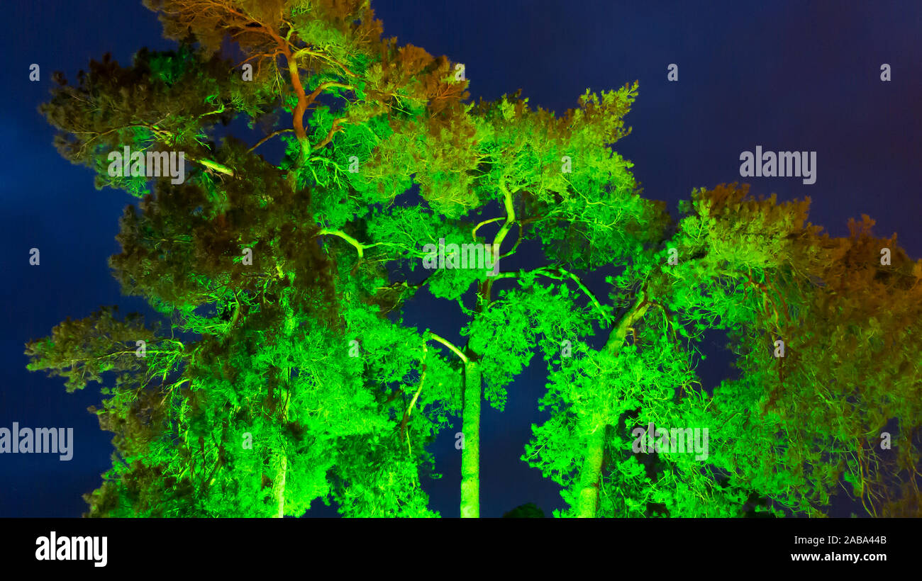 Illuminated crone branches and leaves of old tree with deep blue sky at ...