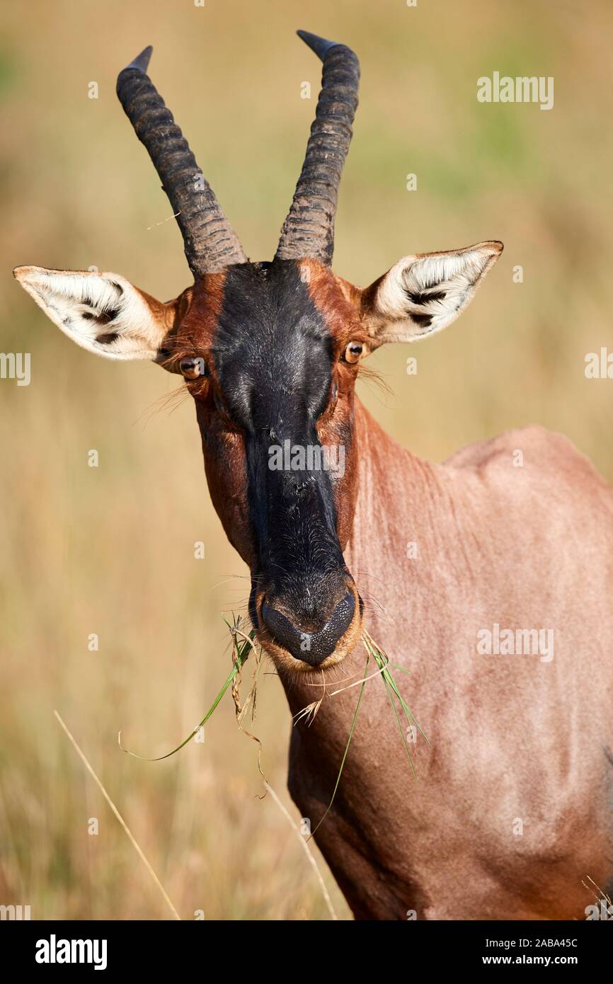 Kenya topi hi-res stock photography and images - Alamy