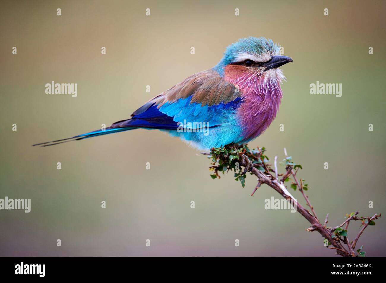 Coracias cordata hi-res stock photography and images - Alamy