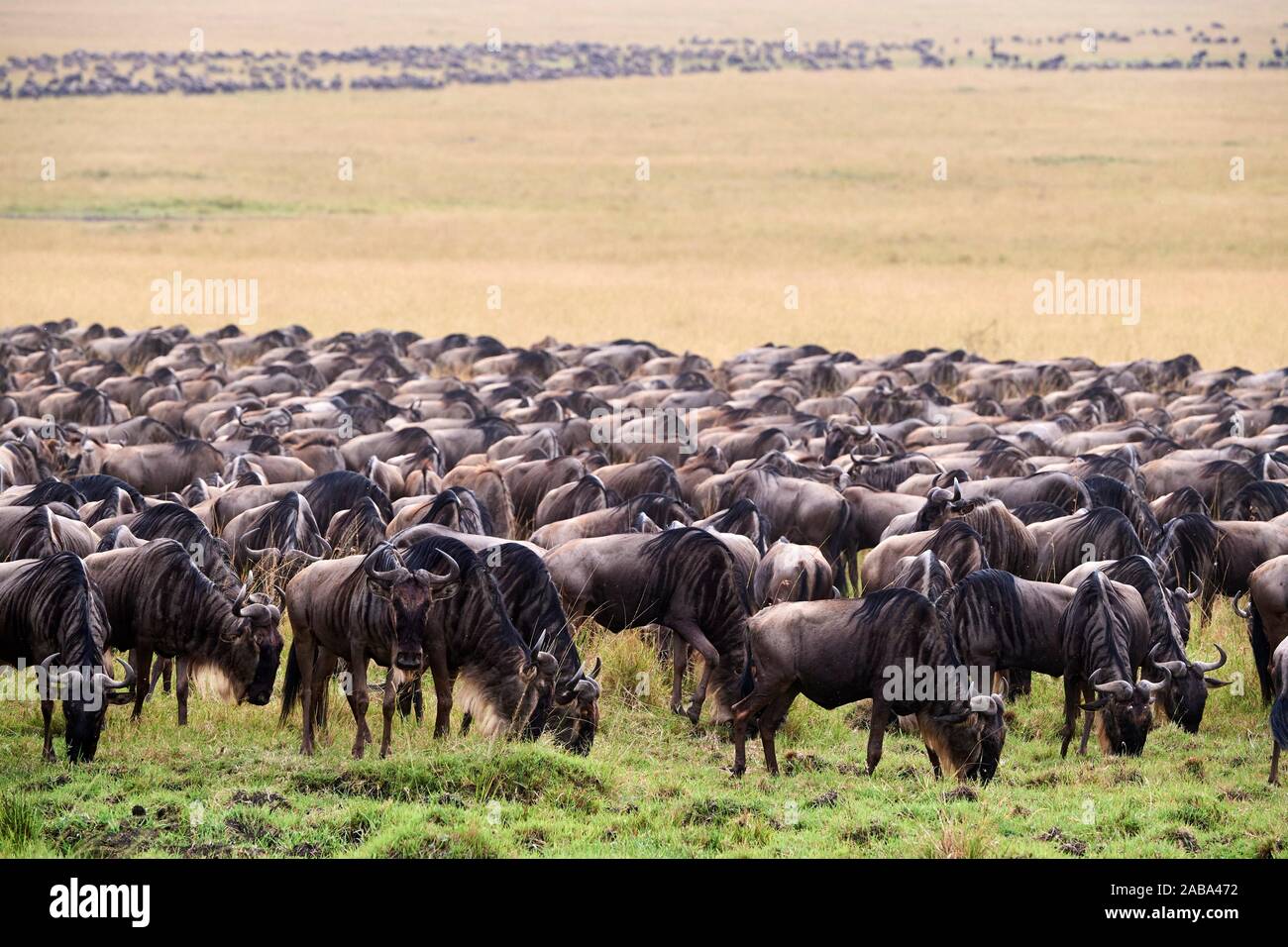 Eastern White Bearded Wildebeest High Resolution Stock Photography and ...