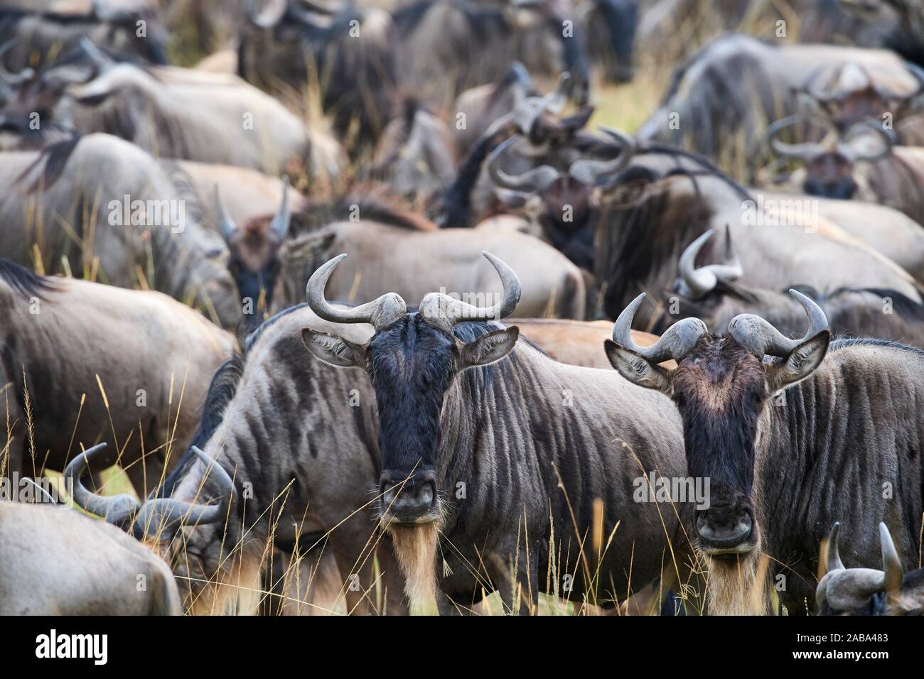 Eastern White Bearded Wildebeest High Resolution Stock Photography and ...