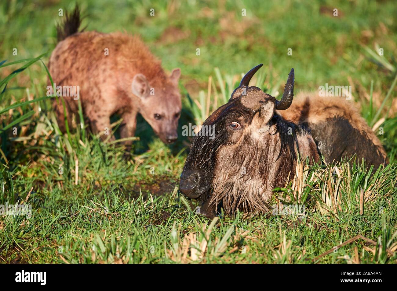 Blue wildebeest eating grass hi-res stock photography and images - Alamy