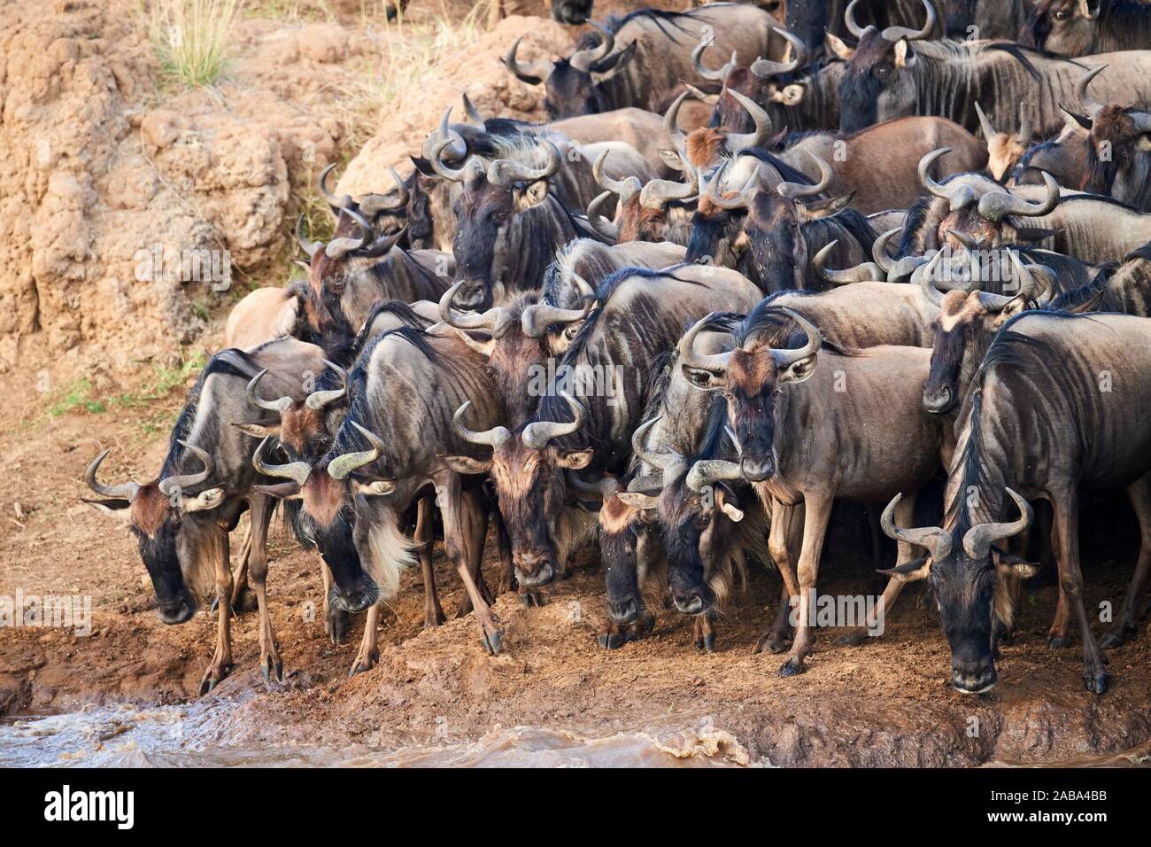 Mara cross hi-res stock photography and images - Alamy