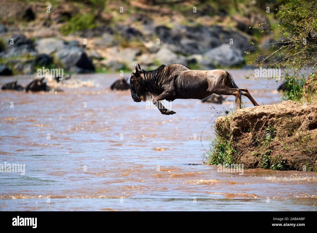 Wildebeest Jumping