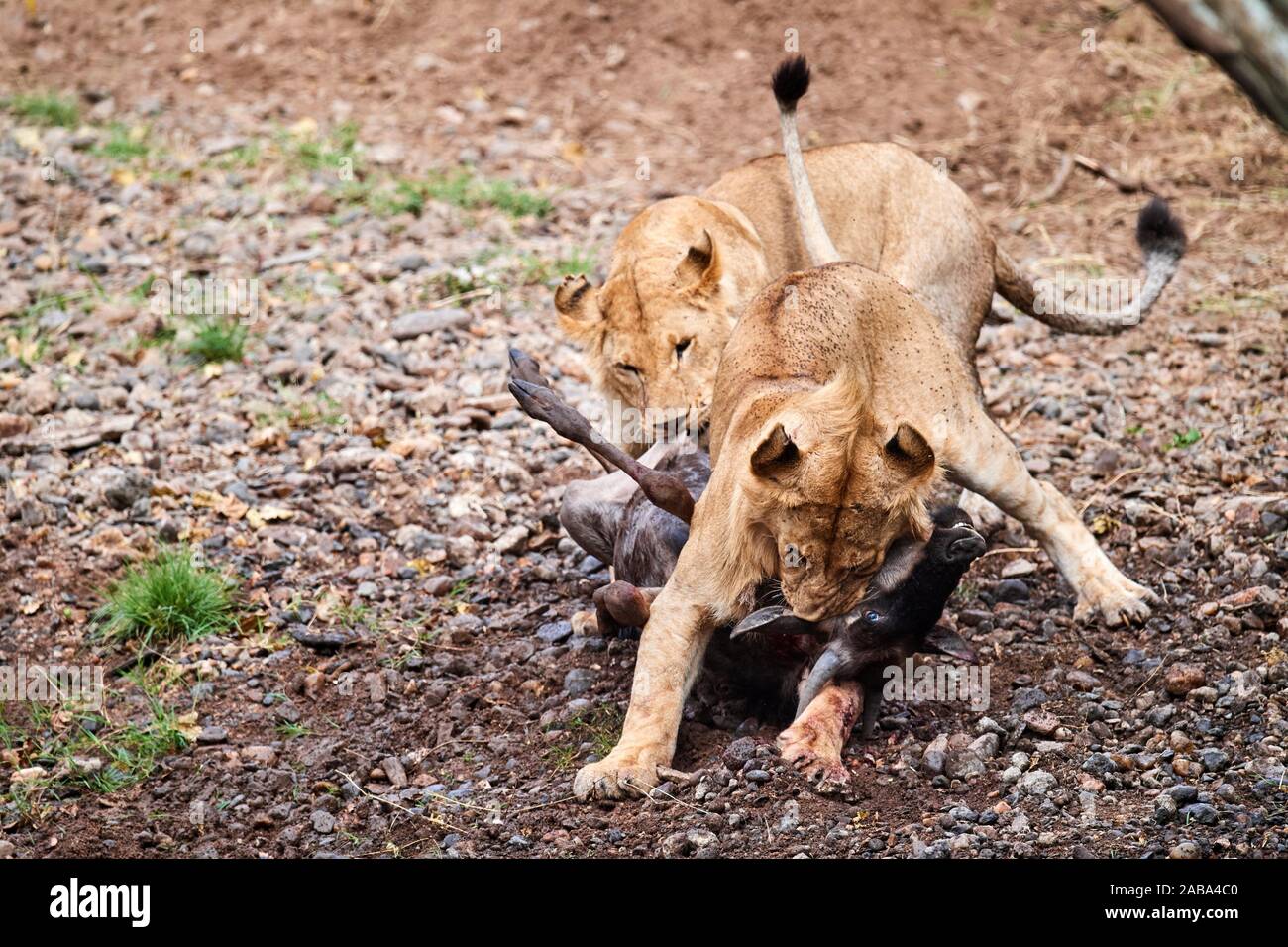 Lion killing prey hi-res stock photography and images - Alamy