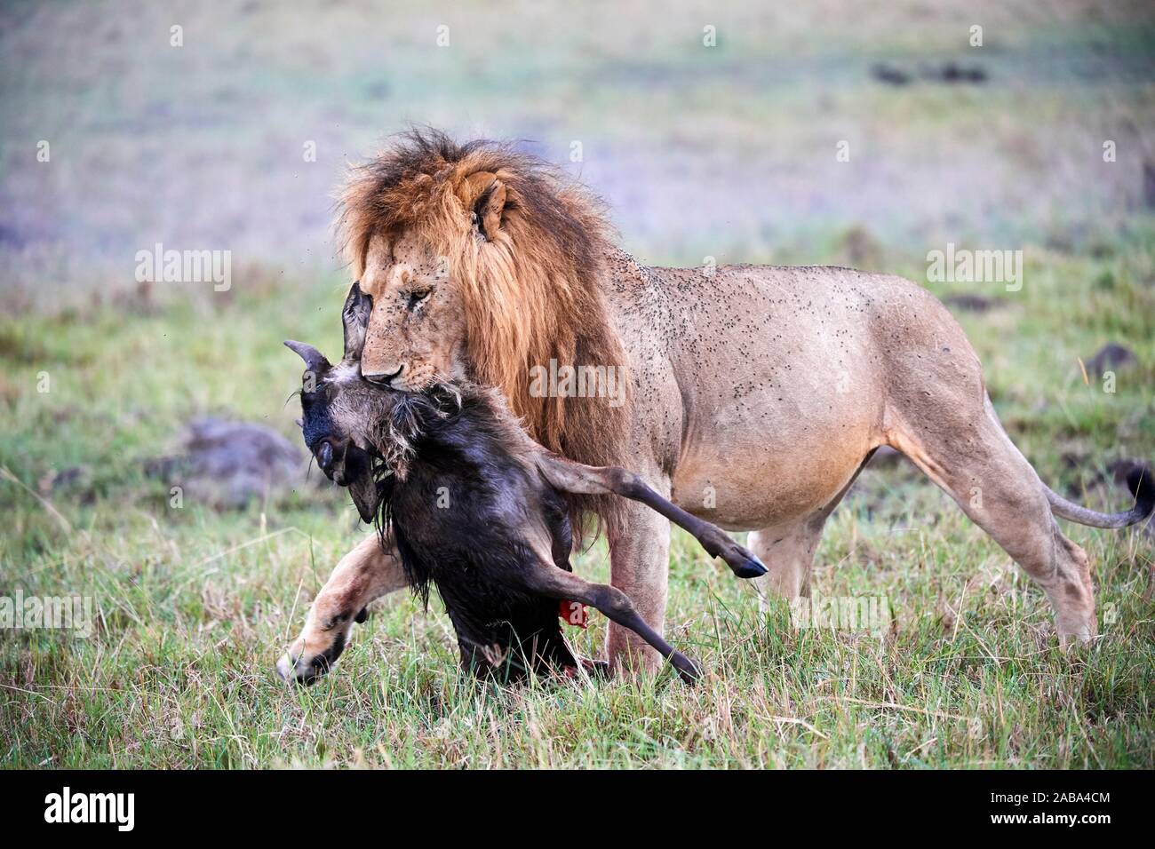 Lion eating carcass wildlife hi-res stock photography and images - Alamy