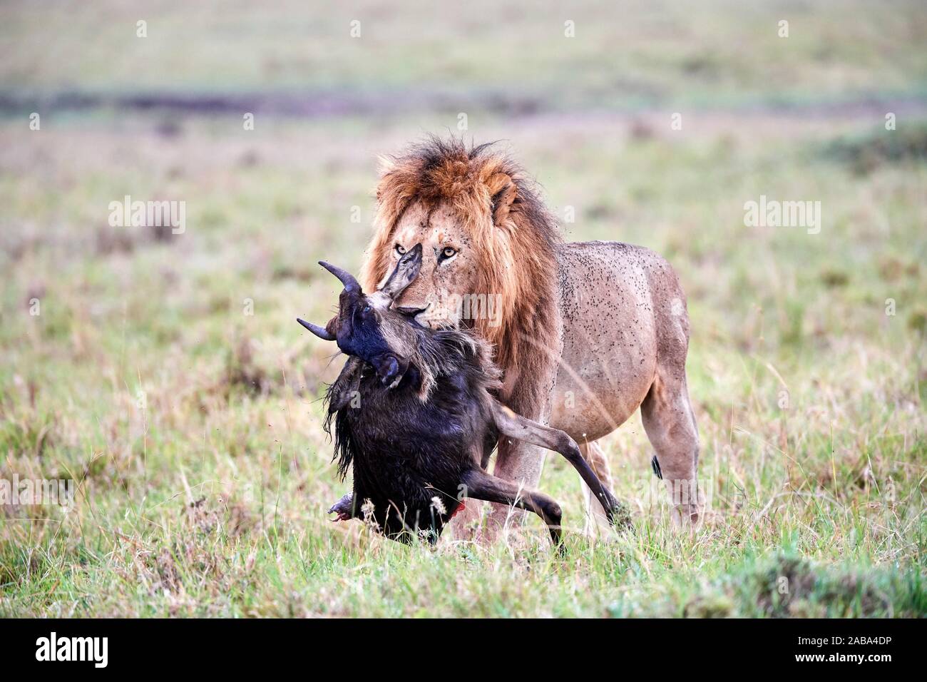 Lion hunting wildebeest hi-res stock photography and images - Alamy