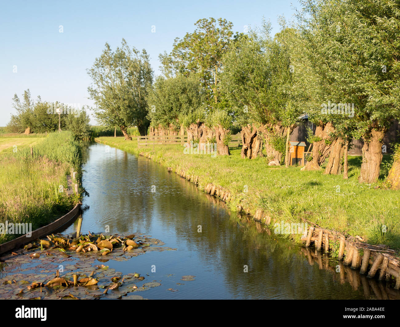Ditch with row of pollard willows and grassland in Waterland polder ...