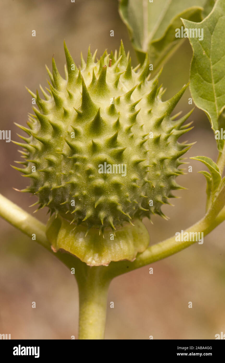 Devils Thorn Flowers High Resolution Stock Photography and Images - Alamy