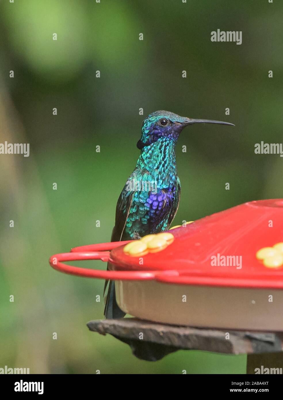 Colibri feeder hi-res stock photography and images - Alamy
