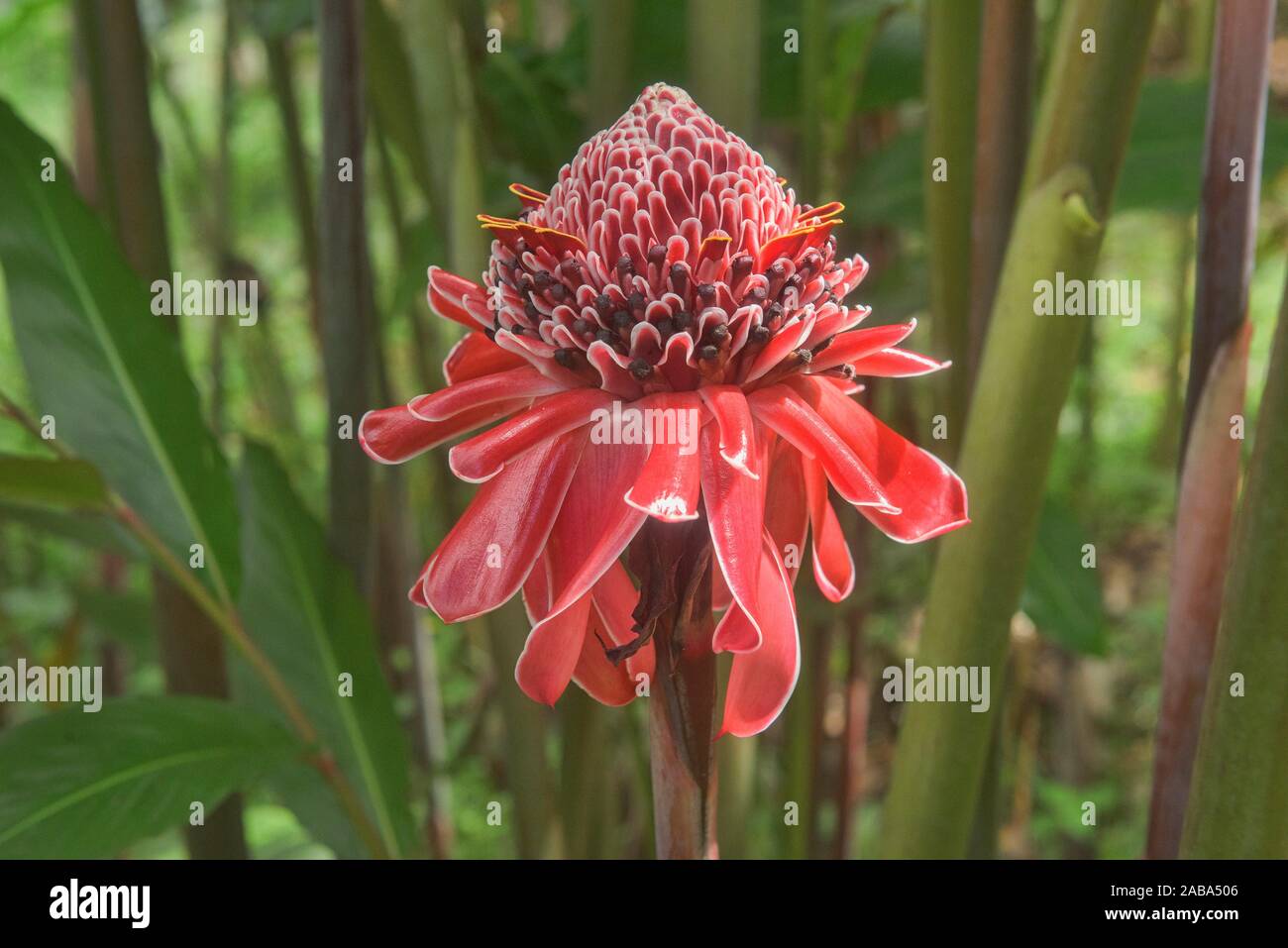 National flower ecuador hi-res stock photography and images - Alamy