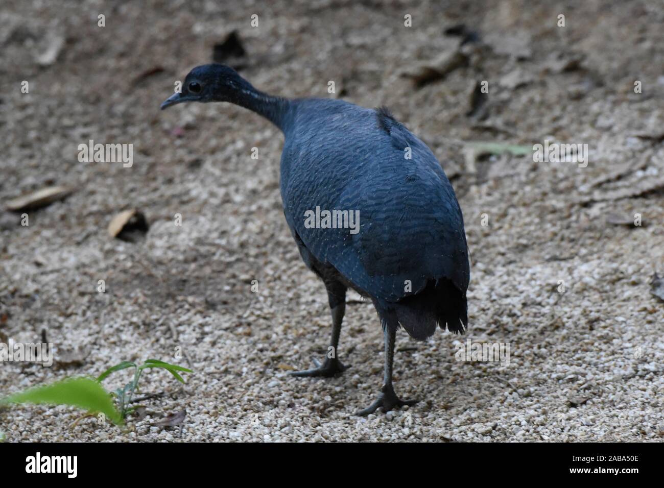 A rarely spotted grey tinamou (Tinamus tao), Copalinga, Podocarpus ...