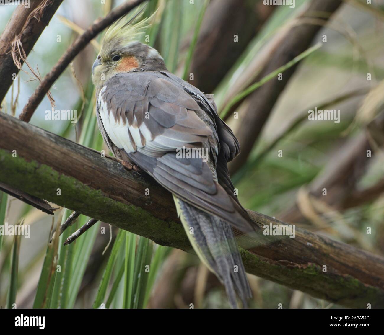 Amaru Bird High Resolution Stock Photography and Images - Alamy