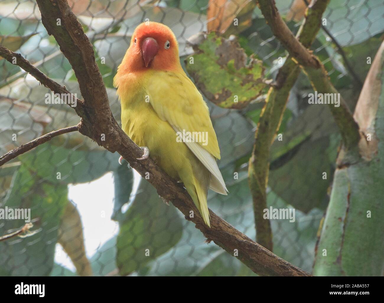 Amaru biopark hi-res stock photography and images - Alamy