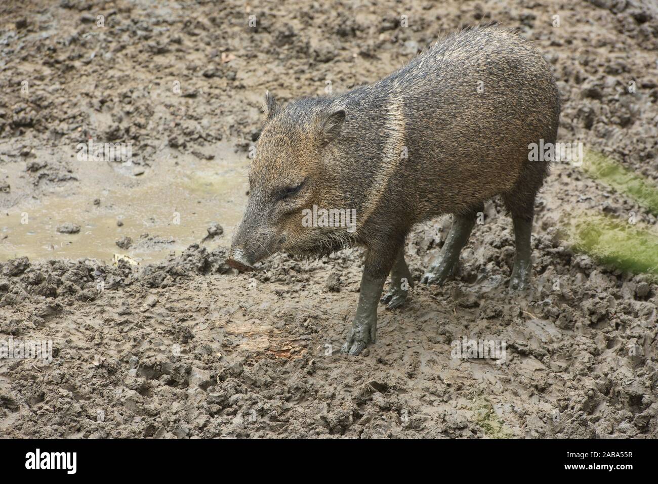 Collared pecari hi-res stock photography and images - Alamy