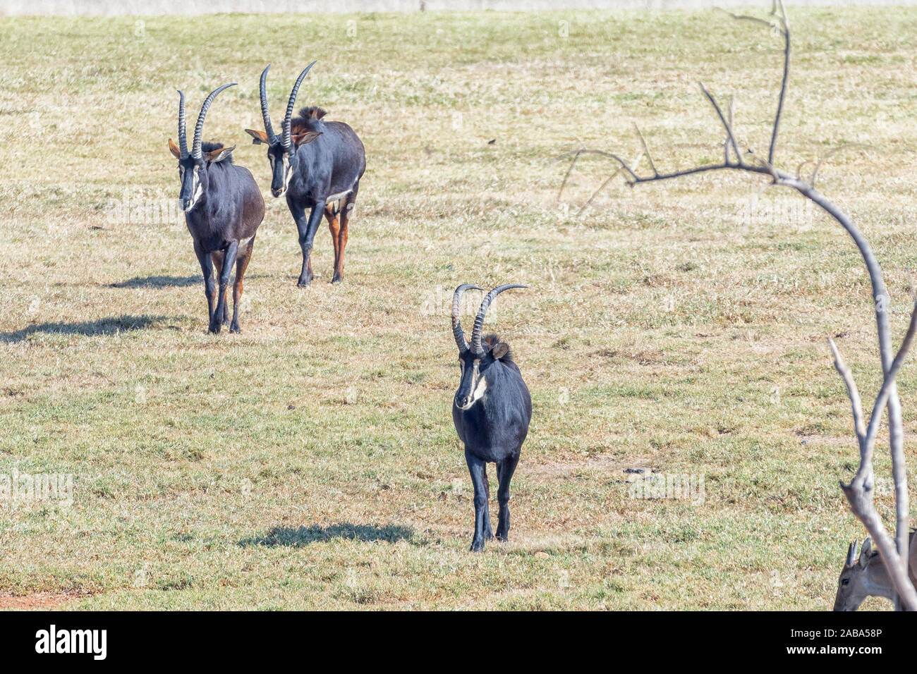 Sable antelope walking hi-res stock photography and images - Alamy