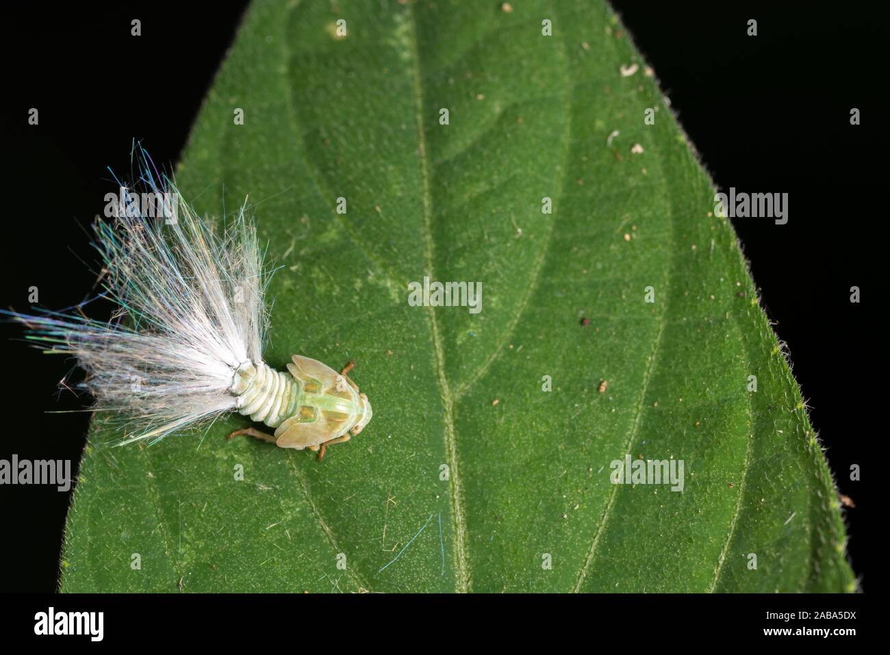 Plant hopper hi-res stock photography and images - Alamy