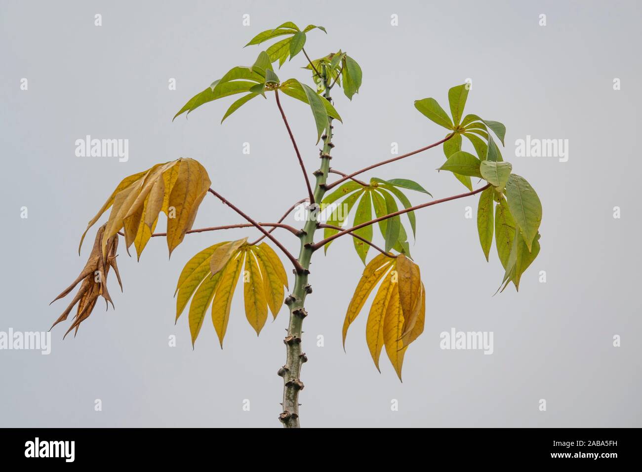 A tapioca tree in Bukit Koman, Raub, Pahang, Malaysia Stock Photo - Alamy
