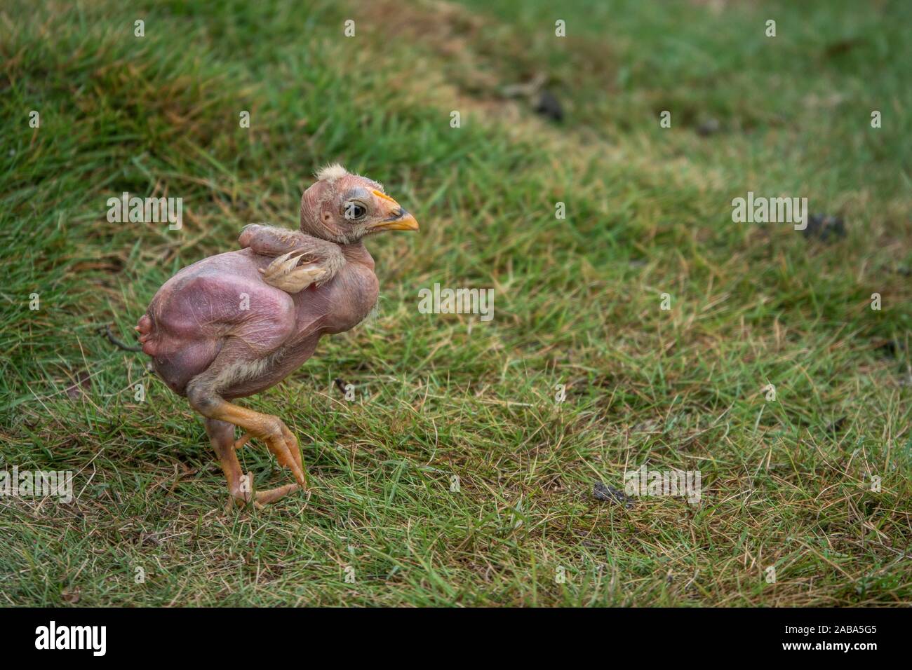 Featherless Ostrich